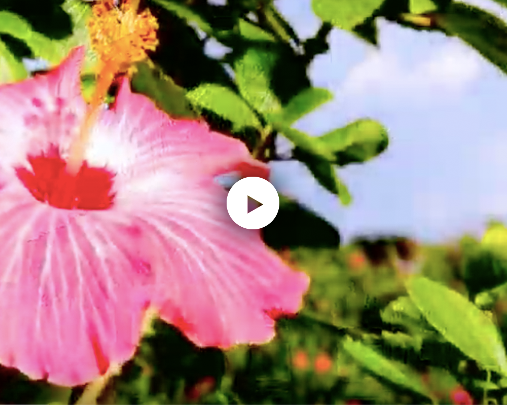 Amami Kokuto Shochu | KOKUSHU Digital Museum